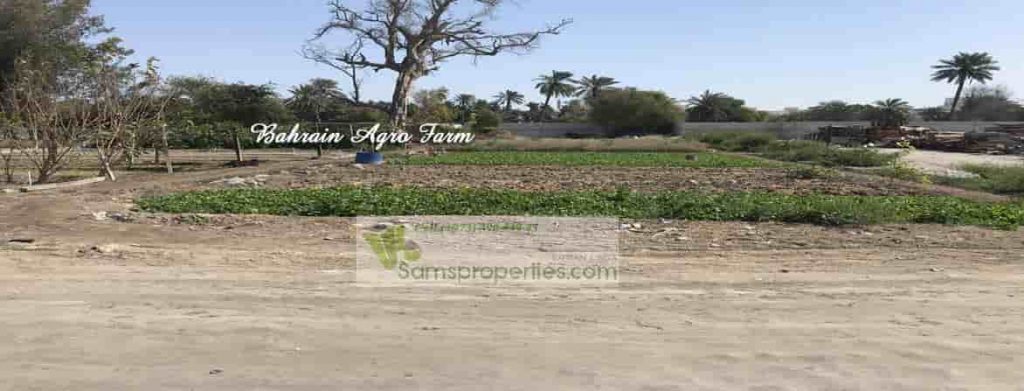 Bahrain agriculture land rent for agro farm, poultry farm - Sams Properties