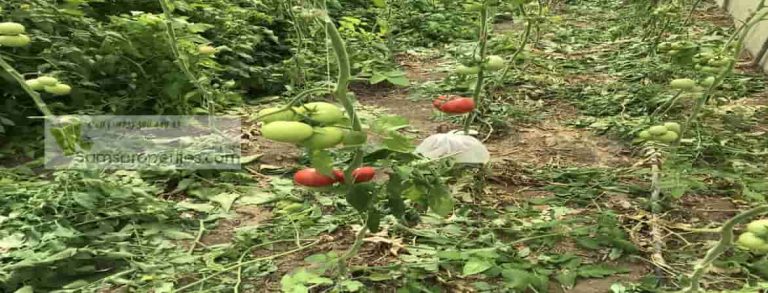 Bahrain agriculture land rent for agro farm, poultry farm - Sams Properties